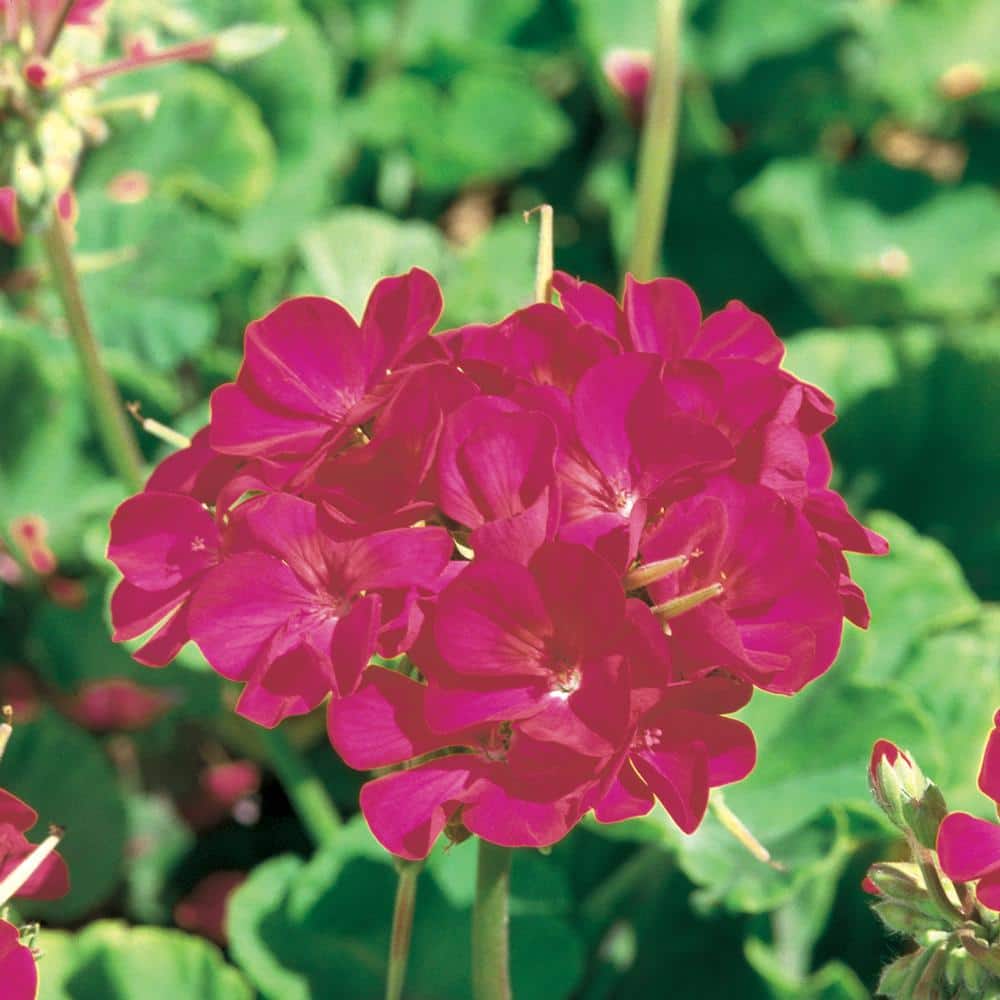 1.25 Gal. Magenta Zonal Geranium Plant 8611 - The Home Depot