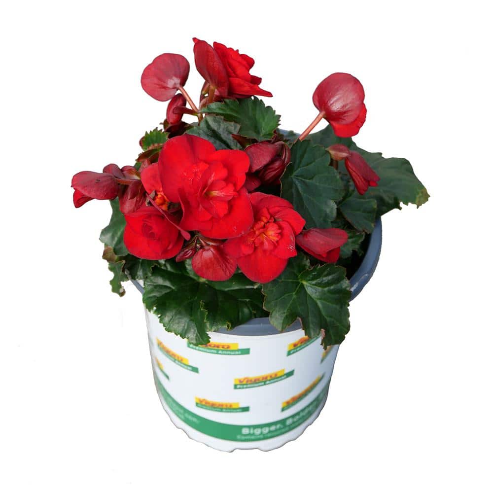 Vigoro 1.0 qt. Begonia Annual Plant with Red Flowers-(1-Pack) 1571 ...