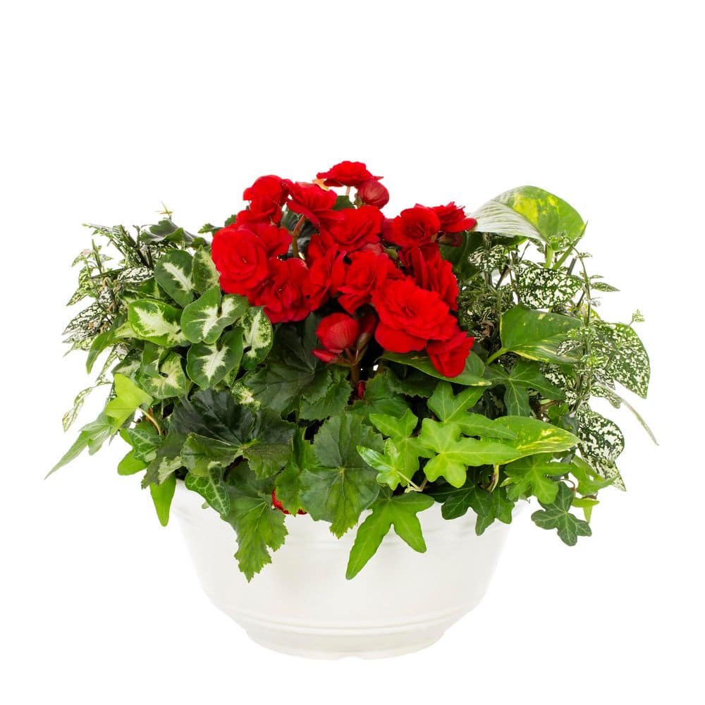 METROLINA GREENHOUSES 1 gal. Foliage Bowl Combination with Begonia in ...