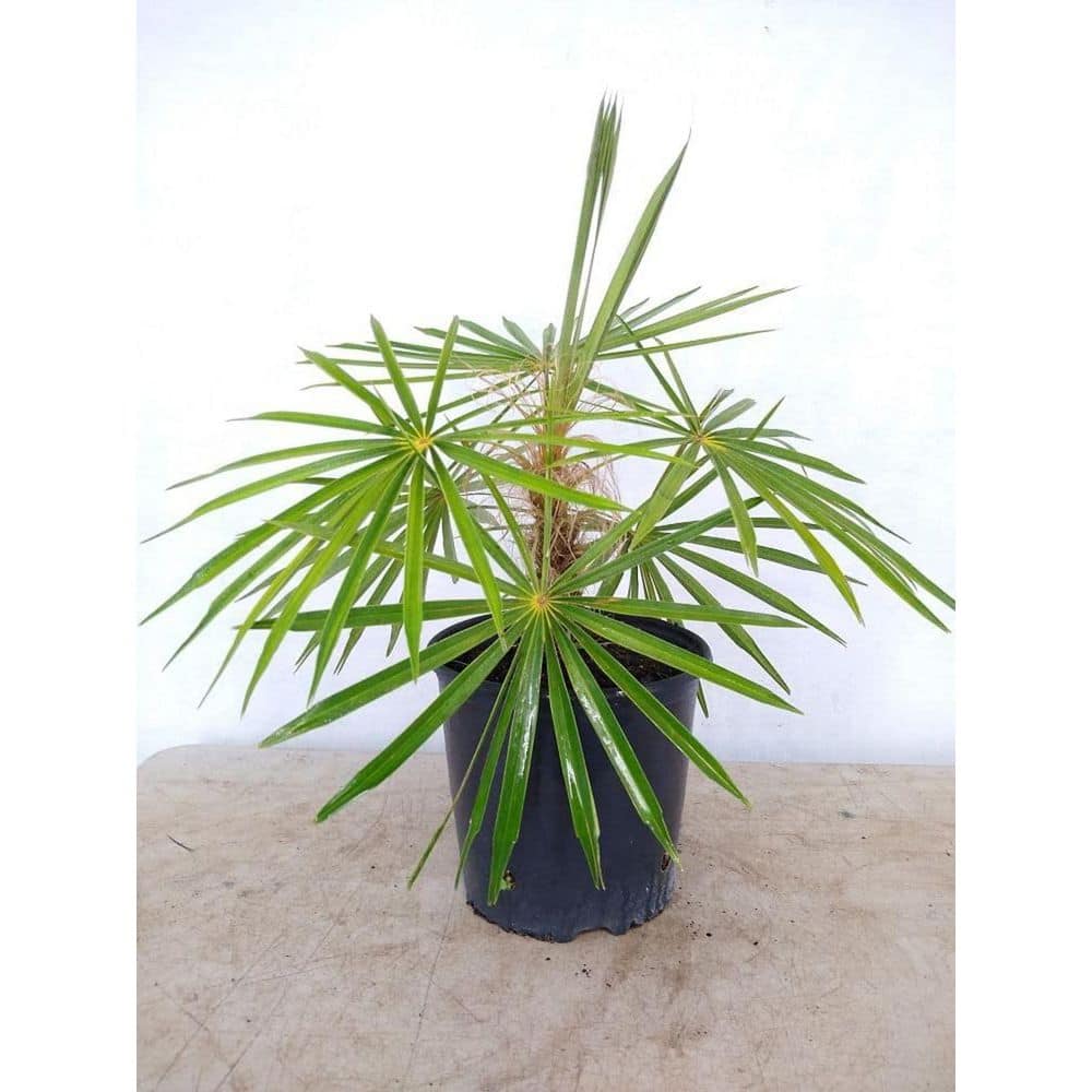 Wekiva Foliage Old Man Palm-Live Plant in a 3 gal. Pot-Coccothrinax ...