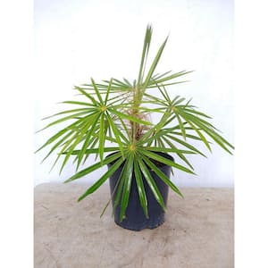 Wekiva Foliage Sabal Minor-Dwarf Blue Stem Palmetto Palm-Live Plant in ...