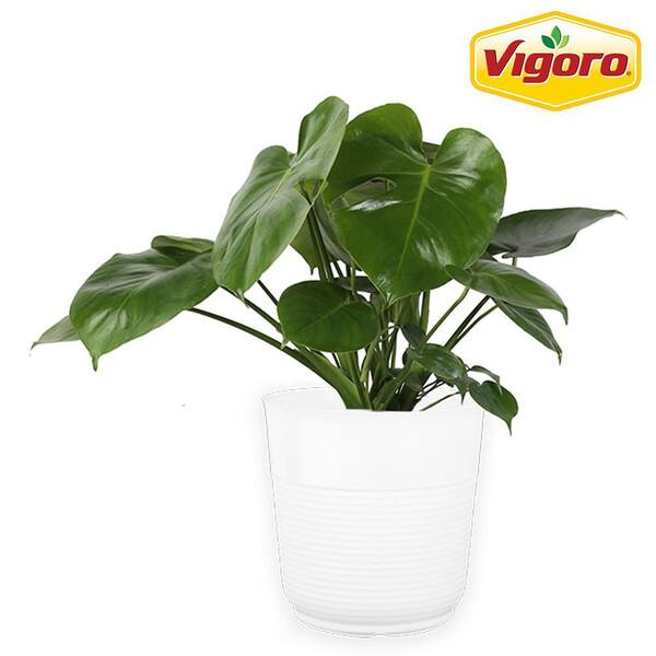 Vigoro 6 in. Calathea Plant n White Decor Plastic Pot 1.40QCALSIELVIG ...