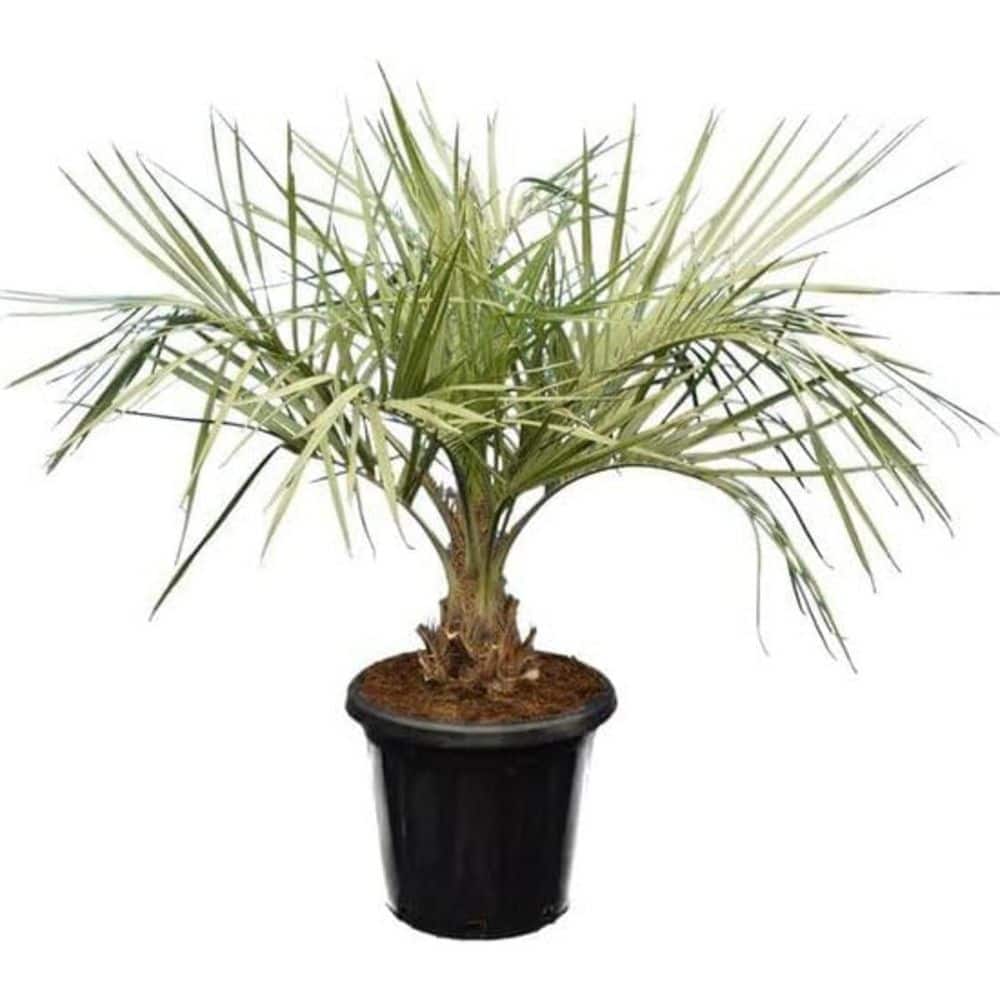 Wekiva Foliage Jelly Palm-4 Live Starter Plants in Growers Liners-Butia ...