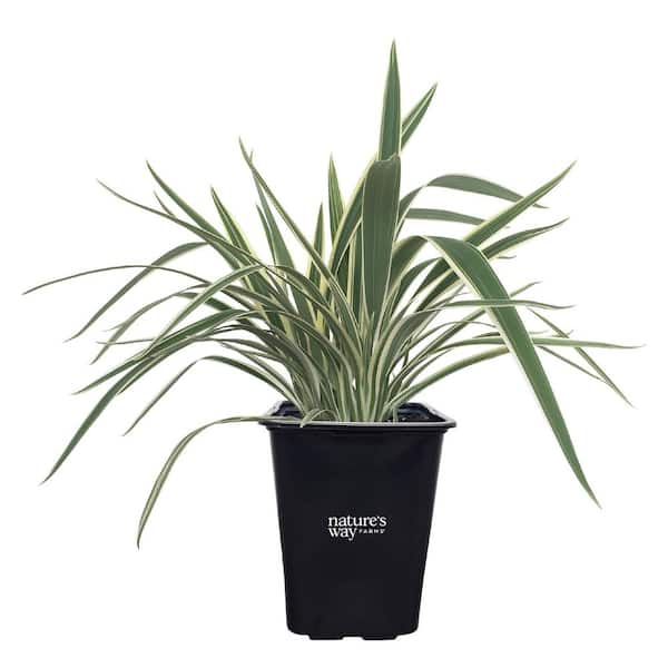NATURE'S WAY FARMS 2 qt. Flax Lily Dianella Variegated Perennial Plant ...