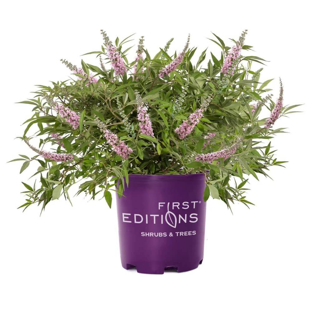 FIRST EDITIONS 2 gal. Galactic Pink Chaste Tree Plant-Flowering ...