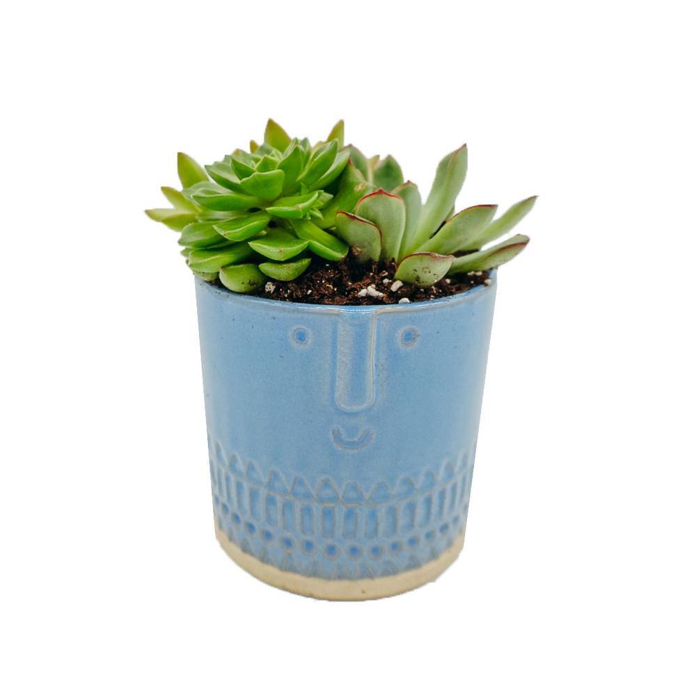 Vigoro 3 in. Succulent Garden in Blue Deco Face Planter 89322 - The ...
