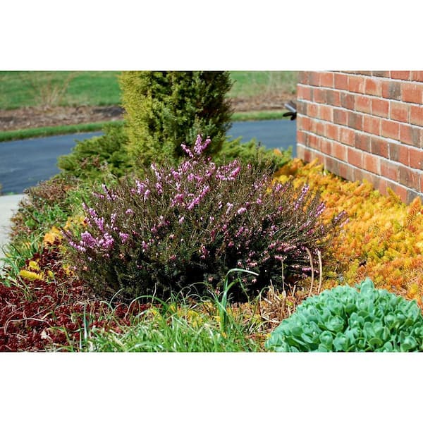 Mediterranean Pink Flowering Shrubs