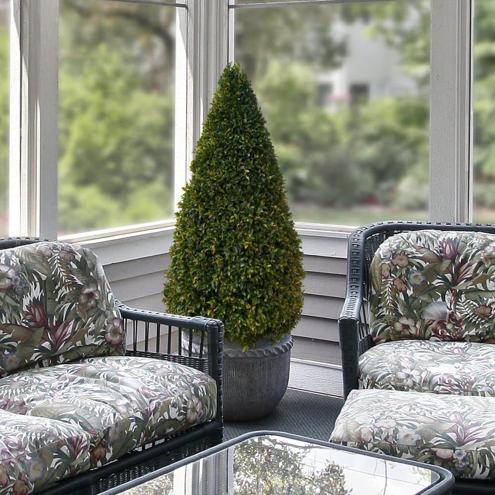 national PLANT NETWORK 3 Gal. Eugenia Cone Topiary 38 in. HD1878 - The ...