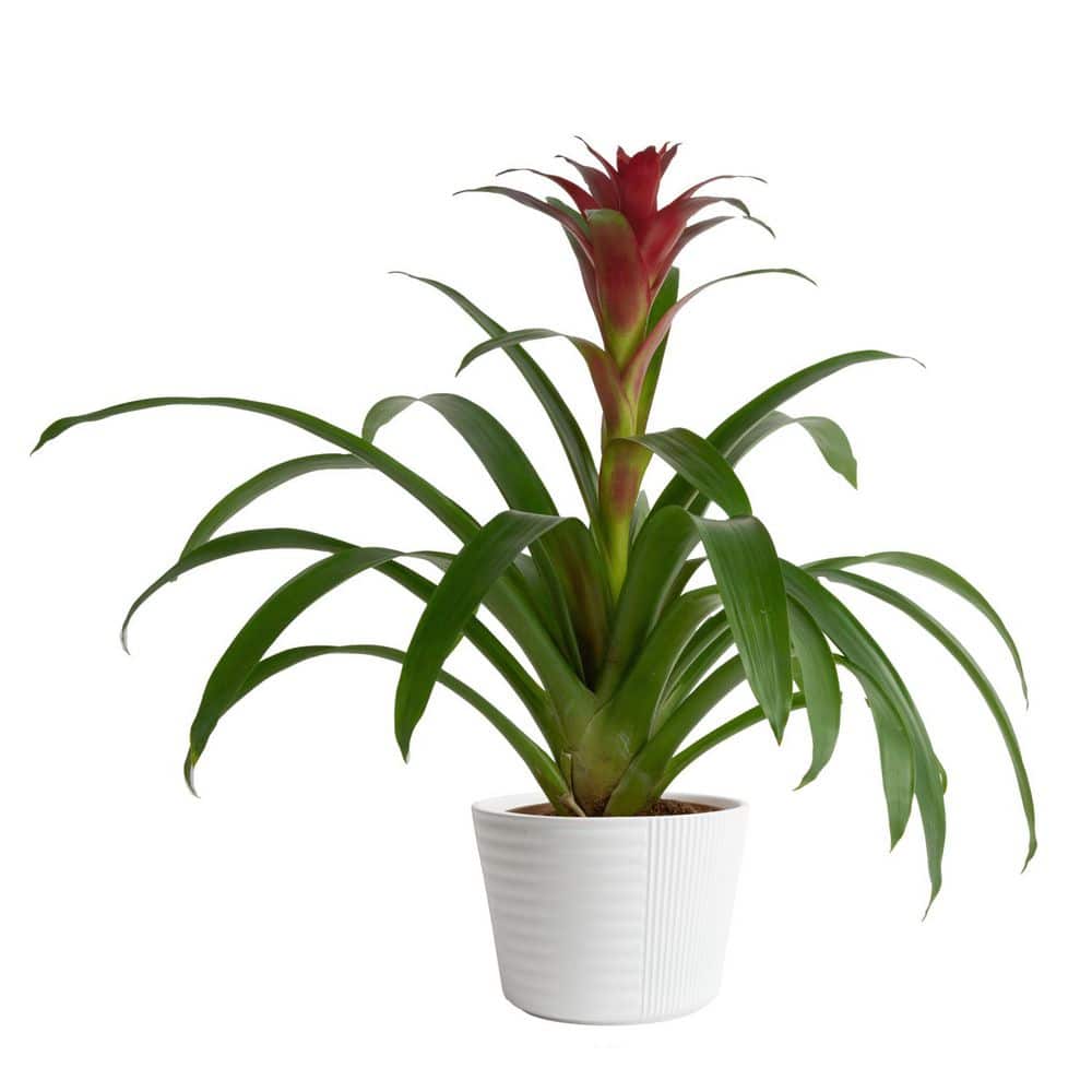 Costa Farms Grower's Choice Bromeliad Indoor Plant in 6 in. Decor ...
