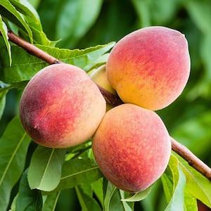 7 gal. June Gold Peach Fruit Tree PCHJUN07G - The Home Depot