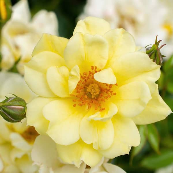 Reviews for EVERDE GROWERS 8 in. Rose, Flower Carpet Red Rose Plant ...