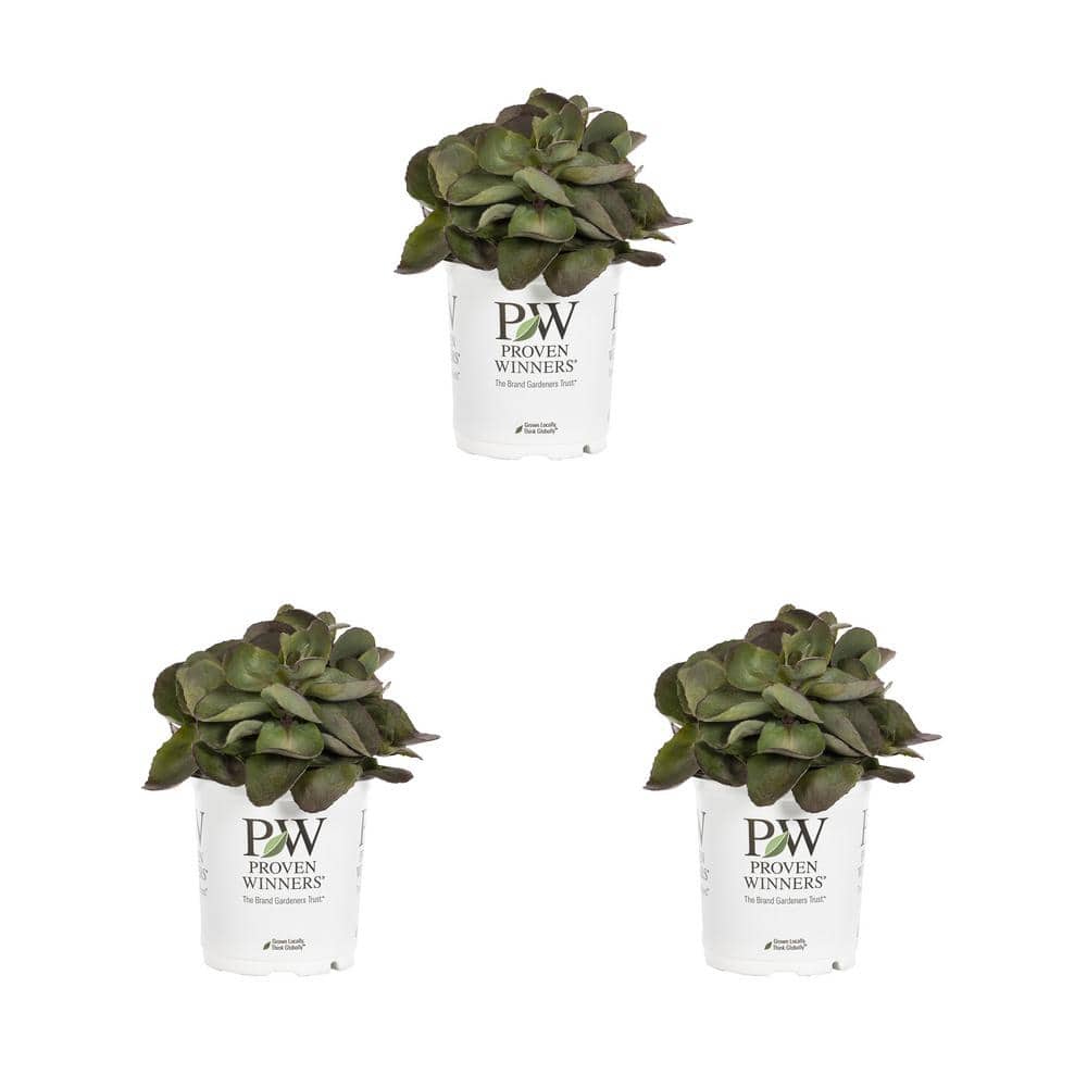 METROLINA GREENHOUSES 2 qt. Sedum Back in Black Red Perennial Plant (3 ...