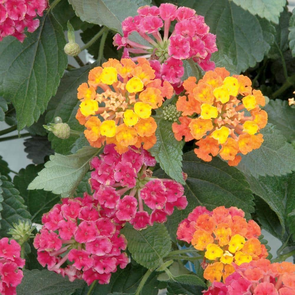Vigoro 2 QT Lantana 'Bandana Cherry Sunrise' Annual Plant 1005991350 ...