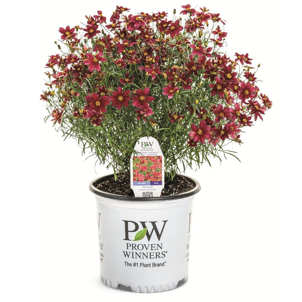 Proven Winners 0.65 Gal. Designer Threads Scarlet Ribbons Threadleaf ...