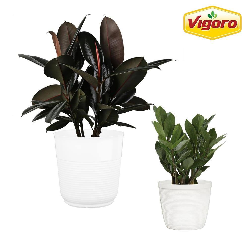 Vigoro 10 in. Rubber Burgundy and 6 in. ZZ Plant in White Decor Planter, (2 Pack) ML-BZZ-S-VPW ...