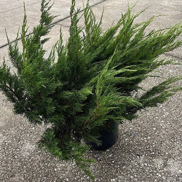 OnlinePlantCenter 3 Gal. Sea Green Juniper Non-Flowering Shrub JUN042G3 ...