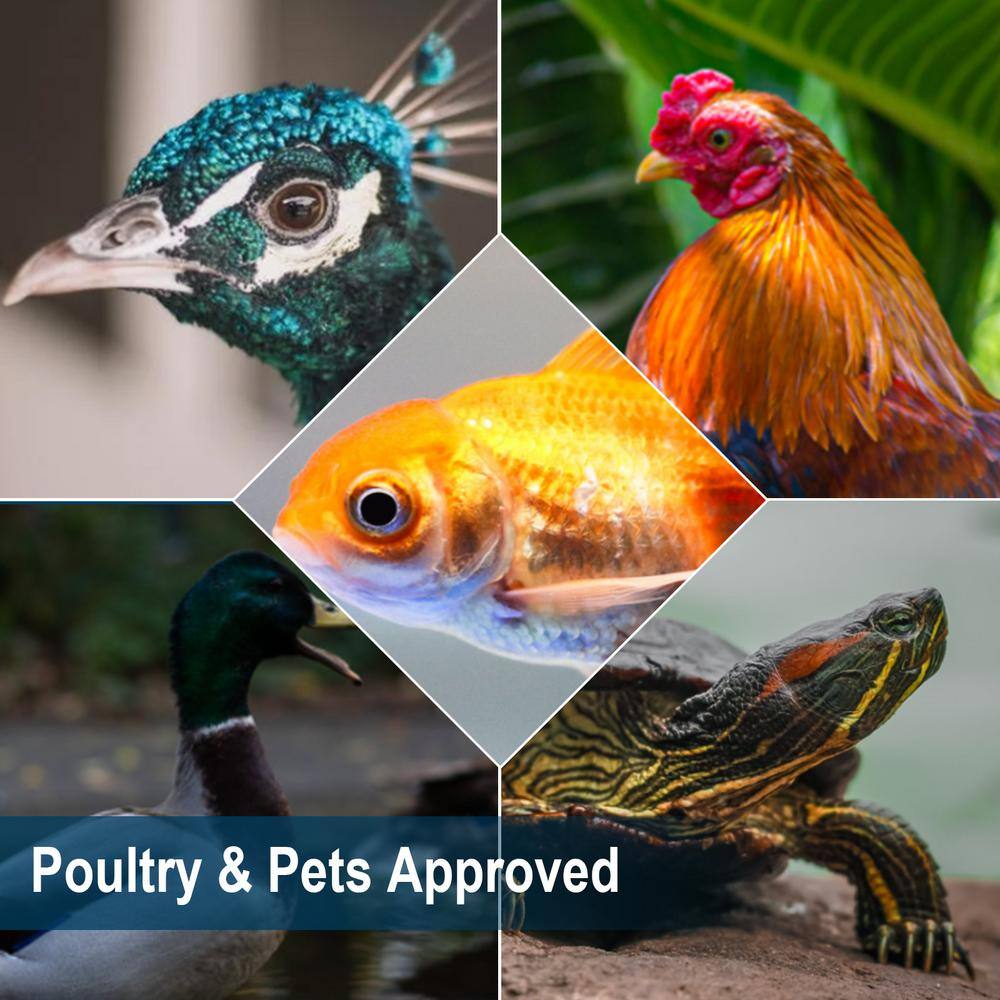 24 lbs. Natural Dried Soldier Fly Larvae for Morocco | Ubuy