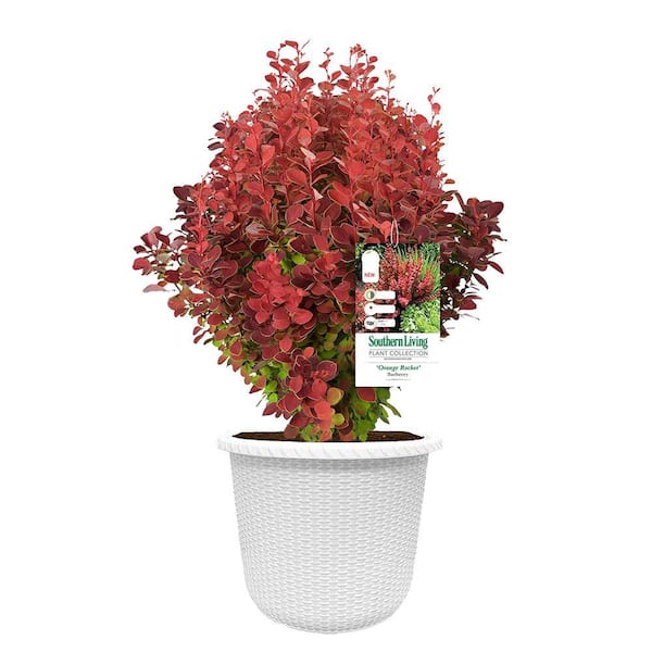 SEASON TO SEASON 1 Gal. Orange Rocket Barberry Shrub 19112 - The Home Depot