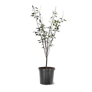 Reviews for 7 Gal. Lapins Cherry Tree | Pg 1 - The Home Depot