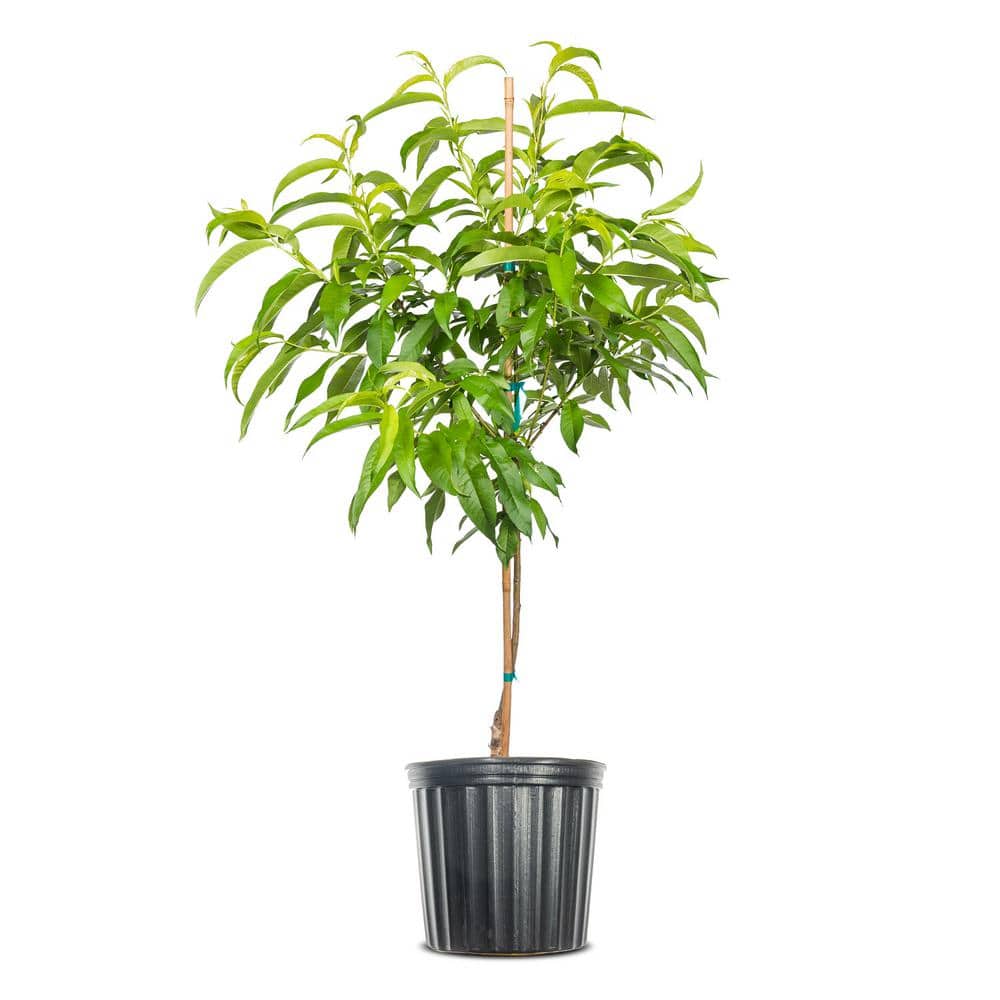 Perfect Plants Live Red Gold Nectarine 3 Gal. Fruit Tree THD10031 - The ...