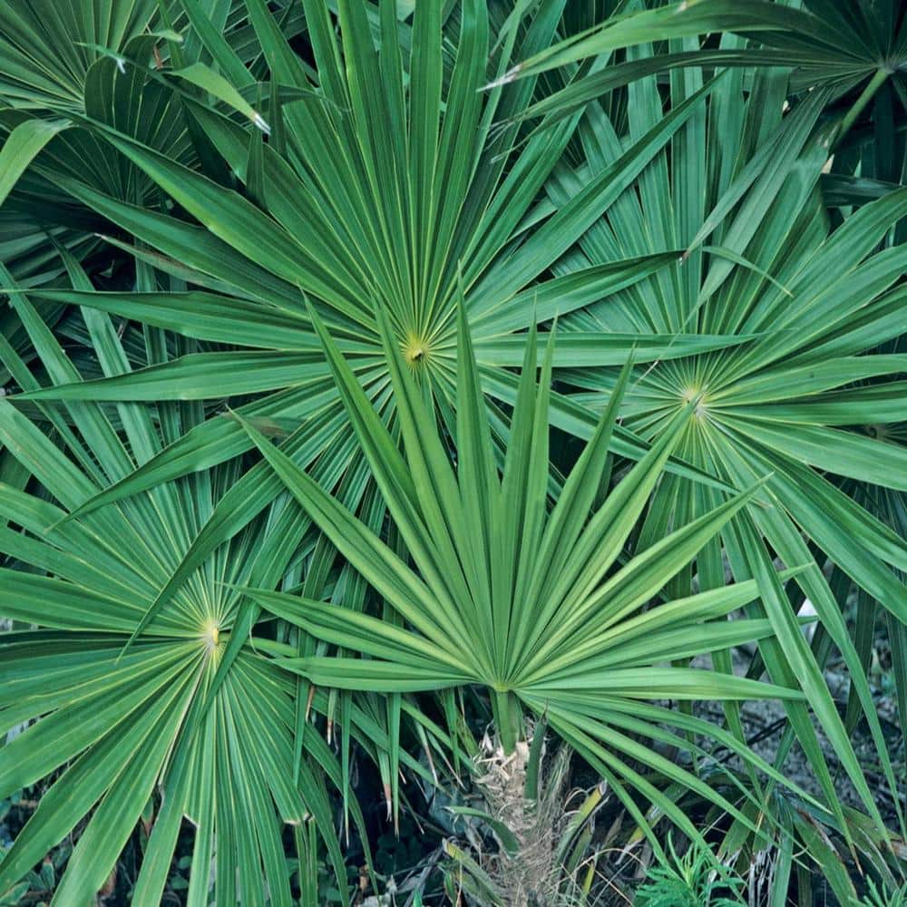 Wekiva Foliage Green Saw Palmetto-3 Live Plants in 4 in. Growers Pots ...