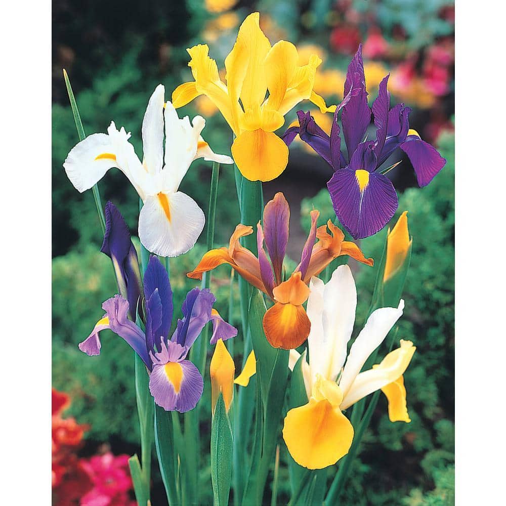 Breck's Dutch Iris Dormant Bulb Mixture (12-Pack) 67942 - The Home Depot