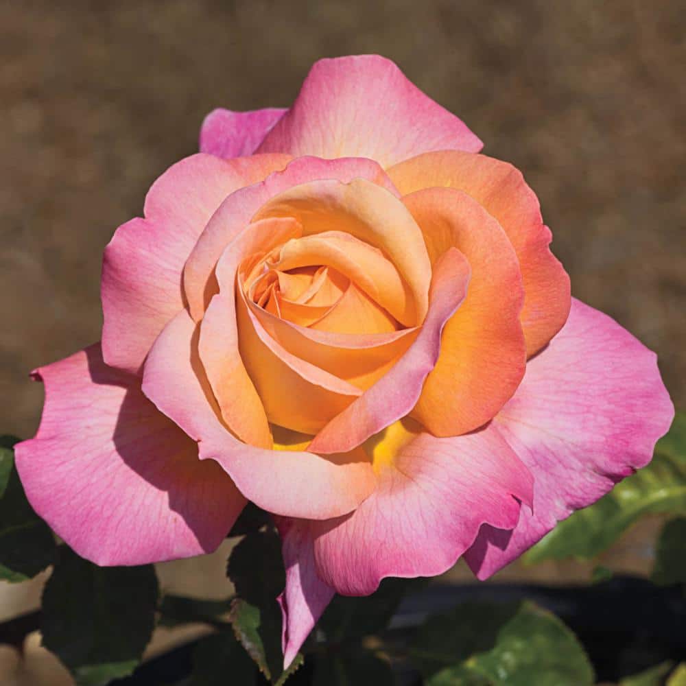 Spring Hill Nurseries 3 Gal. Pot, Chicago Peace Hybrid Tea Rose Potted ...