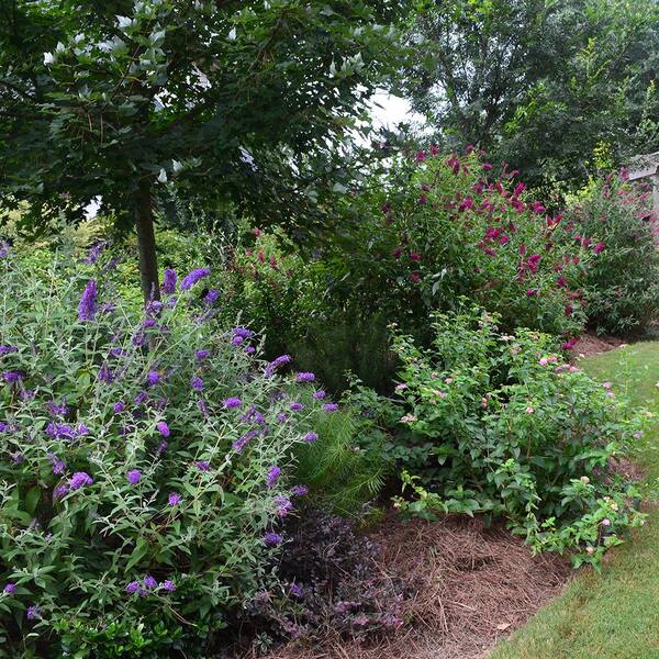 Fringed Violet Bush Flower | Best Flower Site