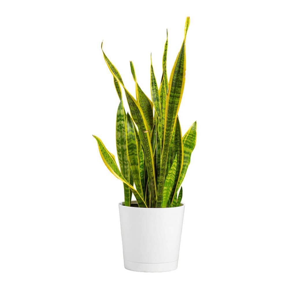 Costa Farms Grower's Choice Sansevieria Indoor Snake Plant in 10 in ...