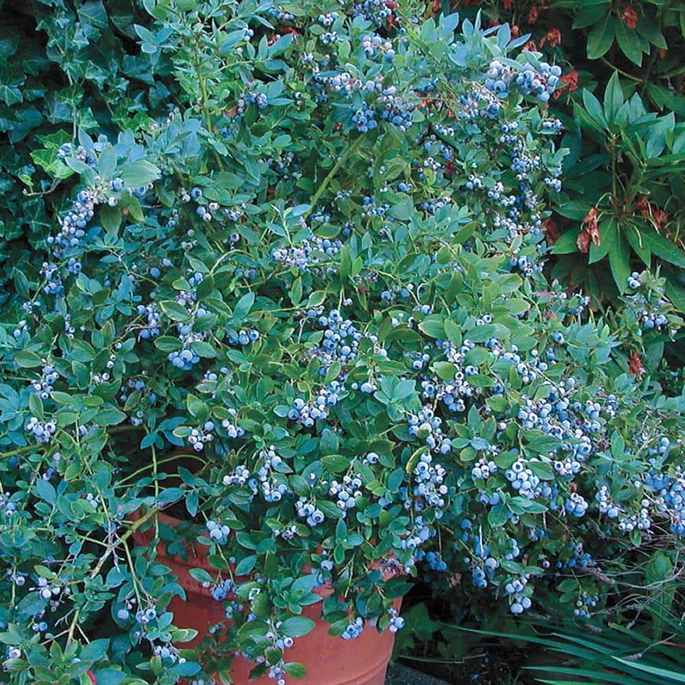 Gurney's Sunshine Blue Blueberry Vaccinium Live Fruiting Bareroot Plant ...