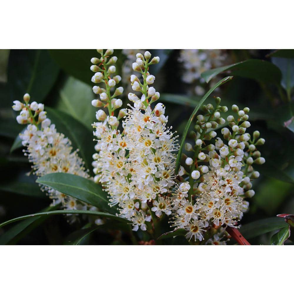 Hardy Fragrant Cherry Laurel Otto Luyken Shrub - Australia | Ubuy