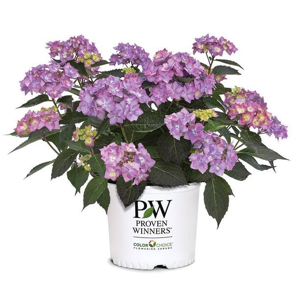 PROVEN WINNERS 2 Gal. Let's Dance Can Do Hydrangea Shrub with Pink ...
