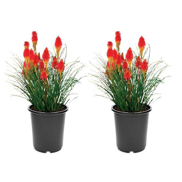 Vigoro 2.5 qt. Kniphofia Perennial Plant with Red Flowers-2 Pack 2604 ...