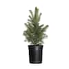 FLOWERWOOD 2.5 Qt Baby Blue Colorado Spruce Live Evergreen Tree 4722Q ...