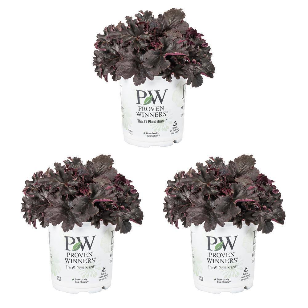 METROLINA GREENHOUSES 2.5 Qt. Proven Winners Coral Bells Heuchera Primo ...