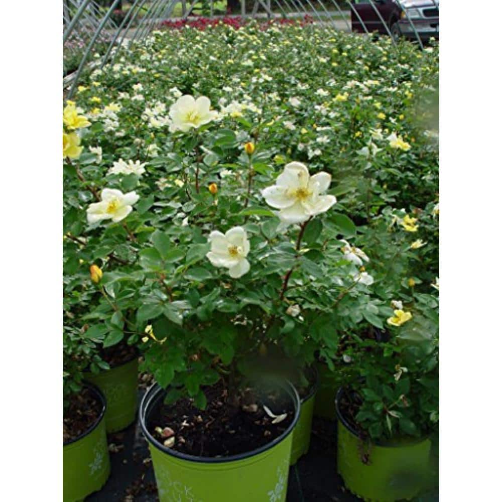 KNOCK OUT 2 Gal. Sunny Knock Out Rose Bush, Live Plant with Yellow ...
