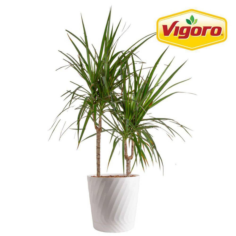Vigoro Marginata Indoor Plant in 10 in. White Decor Pot, Avg. Shipping ...