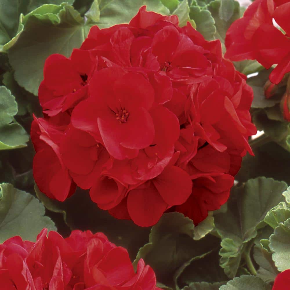3.5 Pt. Deep Red Geranium Seeds 44688 - The Home Depot
