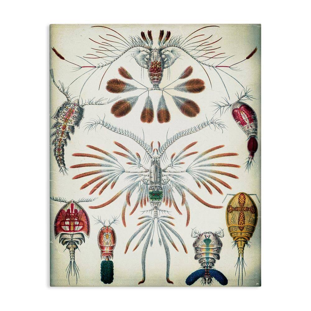 Stupell Industries Vintage Crustacean Diagram by Graffi tee Studios Unframed Animal Graphic Art ...