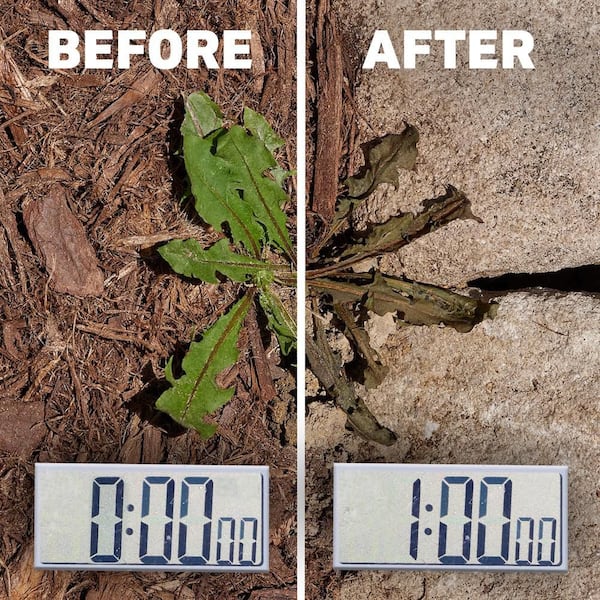 Before And After Weed Spray