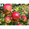 Online Orchards Cortland 3 ft. - 4 ft. Tall 2-Years Old Apple Tree Bare ...