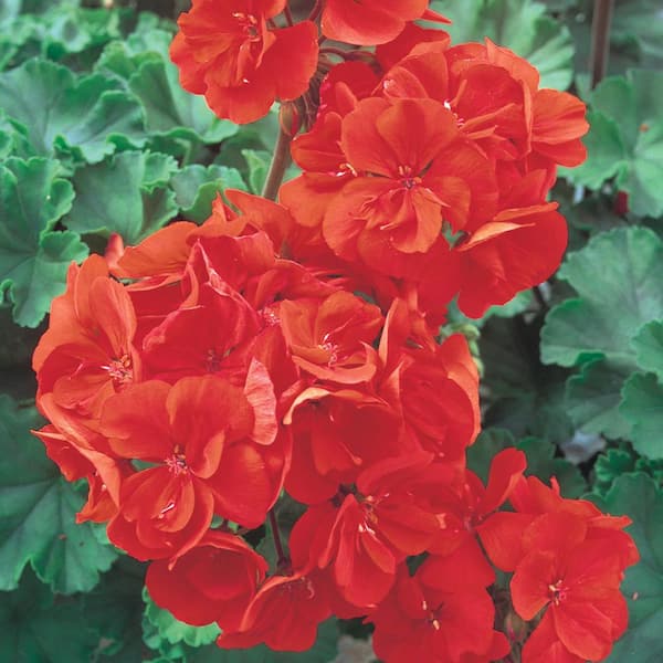 Vigoro 2 QT Geranium Calliope Medium Red' Red Annual Plant 1005991201 ...