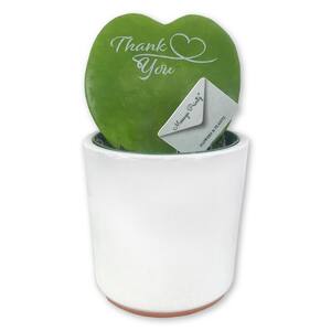 Wekiva Foliage Hoya Kerrii Heart - "Thank You" Message - Live Plant in ...