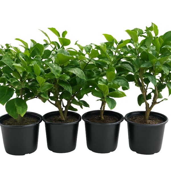 Alder & Oak 1-Container Camellia j. Kramer's Supreme Shrub (4-Pack ...