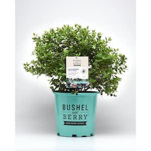 BUSHEL AND BERRY - Fruit Plants - Edible Garden - The Home Depot