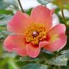 PROVEN WINNERS 4.5 in. Quart, Ringo All-Star Rose (Rosa), Live Plant ...