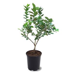 #1 Pot Climax Rabbiteye Blueberry Fruit-Bearing Plant BLUCLI01G - The ...