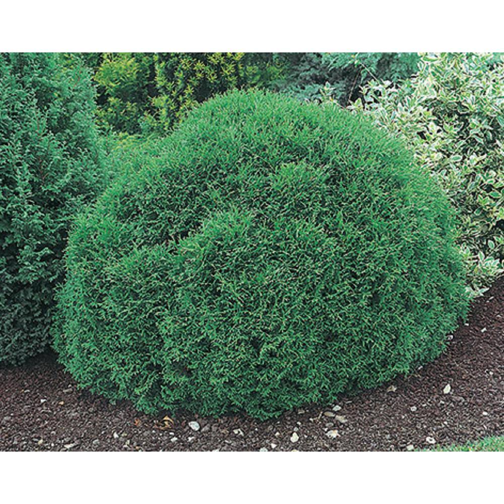 Hetz Midget Arborvitae Shrub