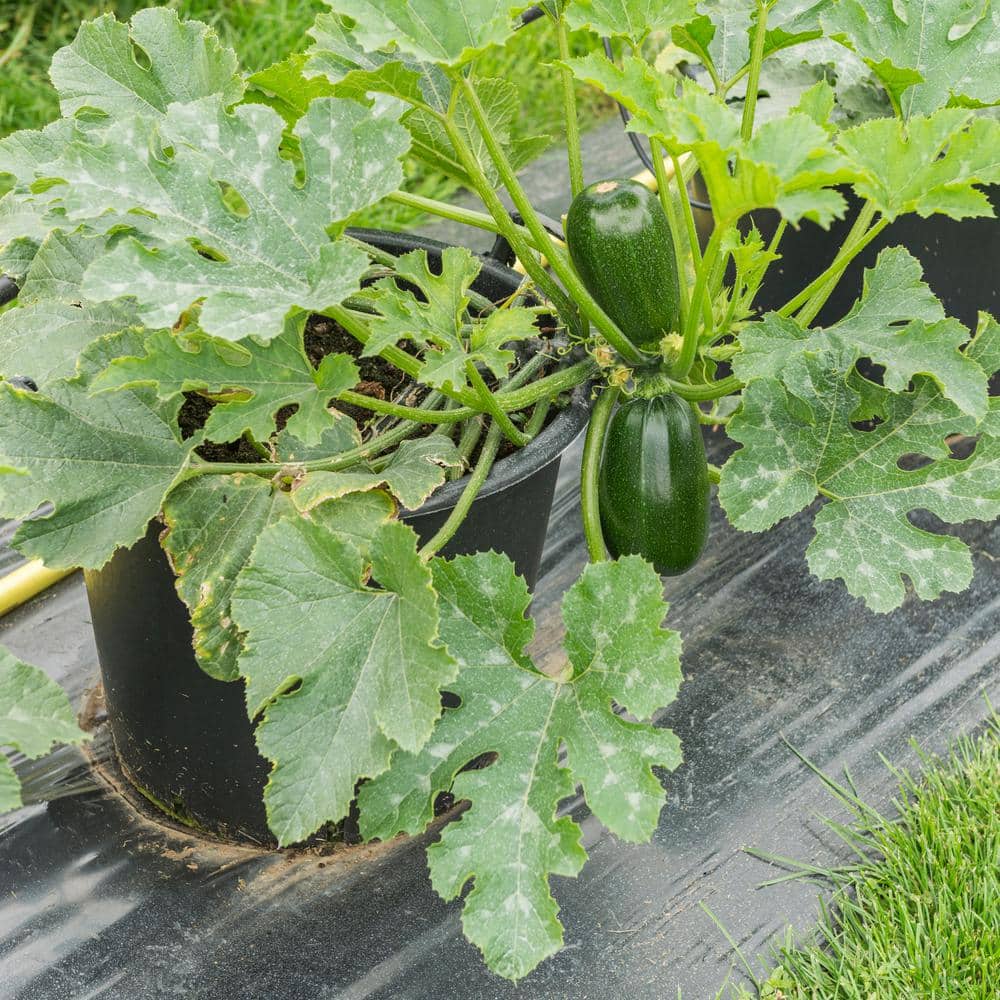 Reviews for Bonnie Plants 25 oz. Green Griller Zucchini Plant | Pg 1 ...