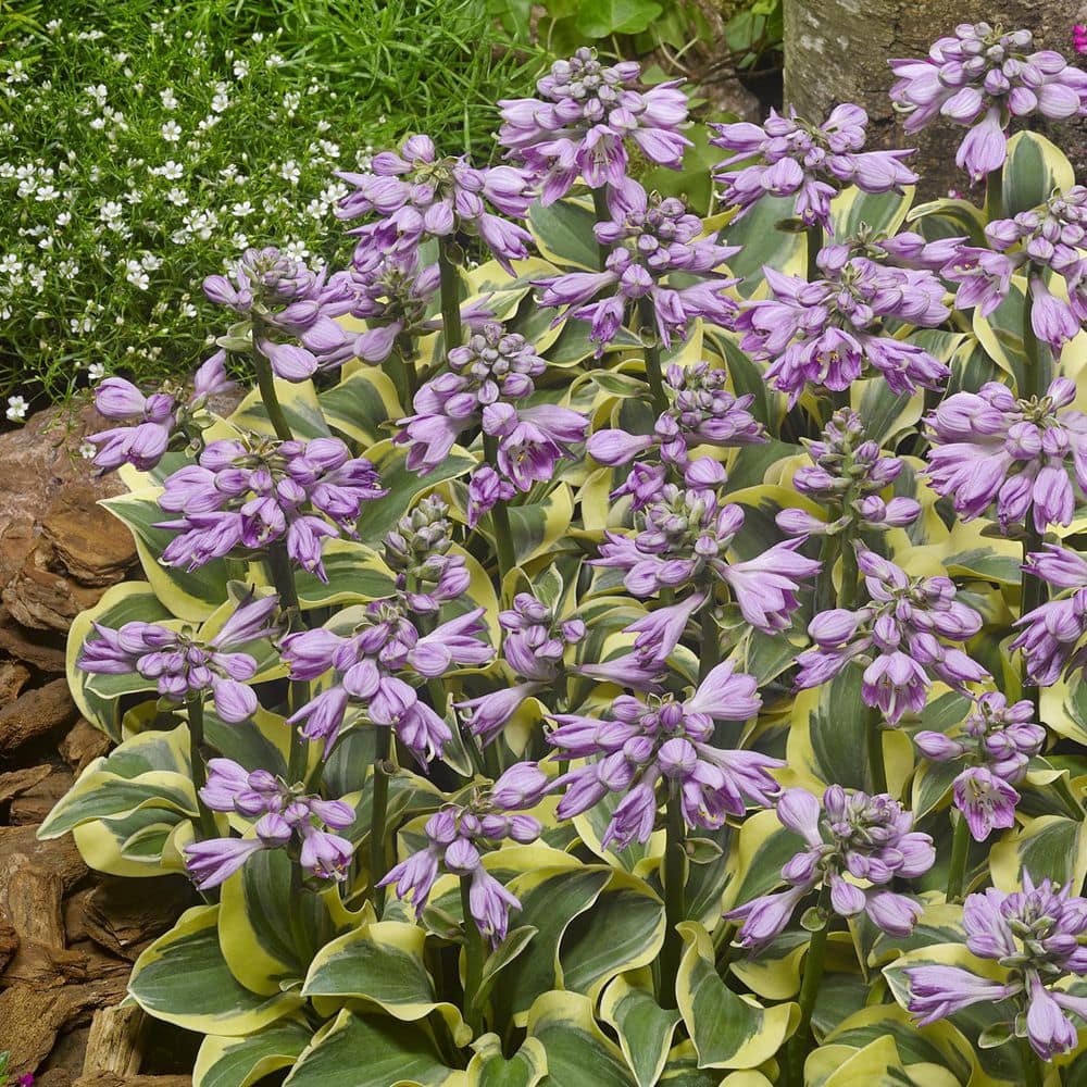 VAN ZYVERDEN Hosta Mighty Mouse Ears Set of 3 Roots 84568 - The Home Depot